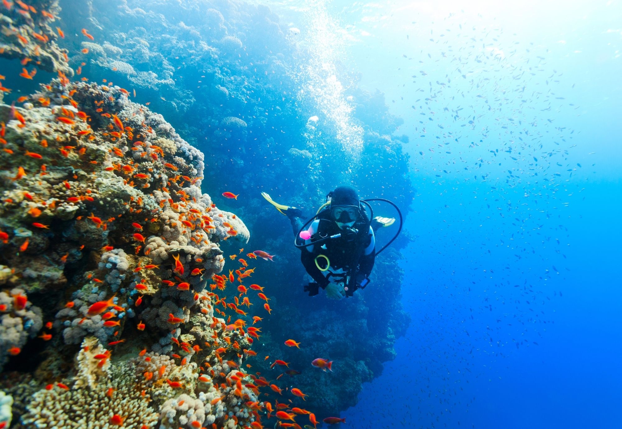 Best Snorkeling Hotel in Red Sea - Baron Hotels
